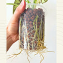 Wavyleaf Leca | Soil-free medium for semi hydroponics