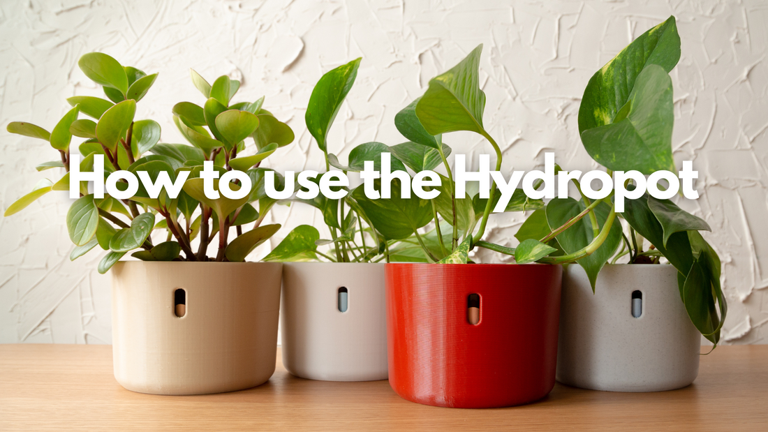 Wavyleaf | Products for growing houseplants without soil.