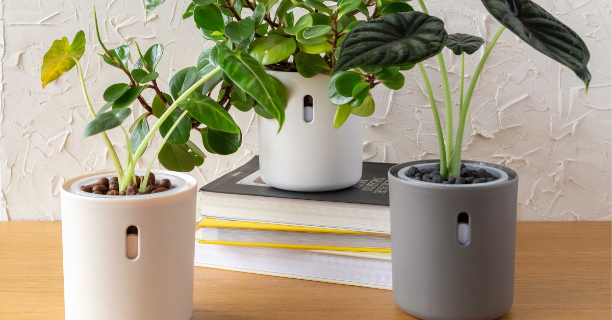 The Planter That Shows You When To Water – Wavyleaf