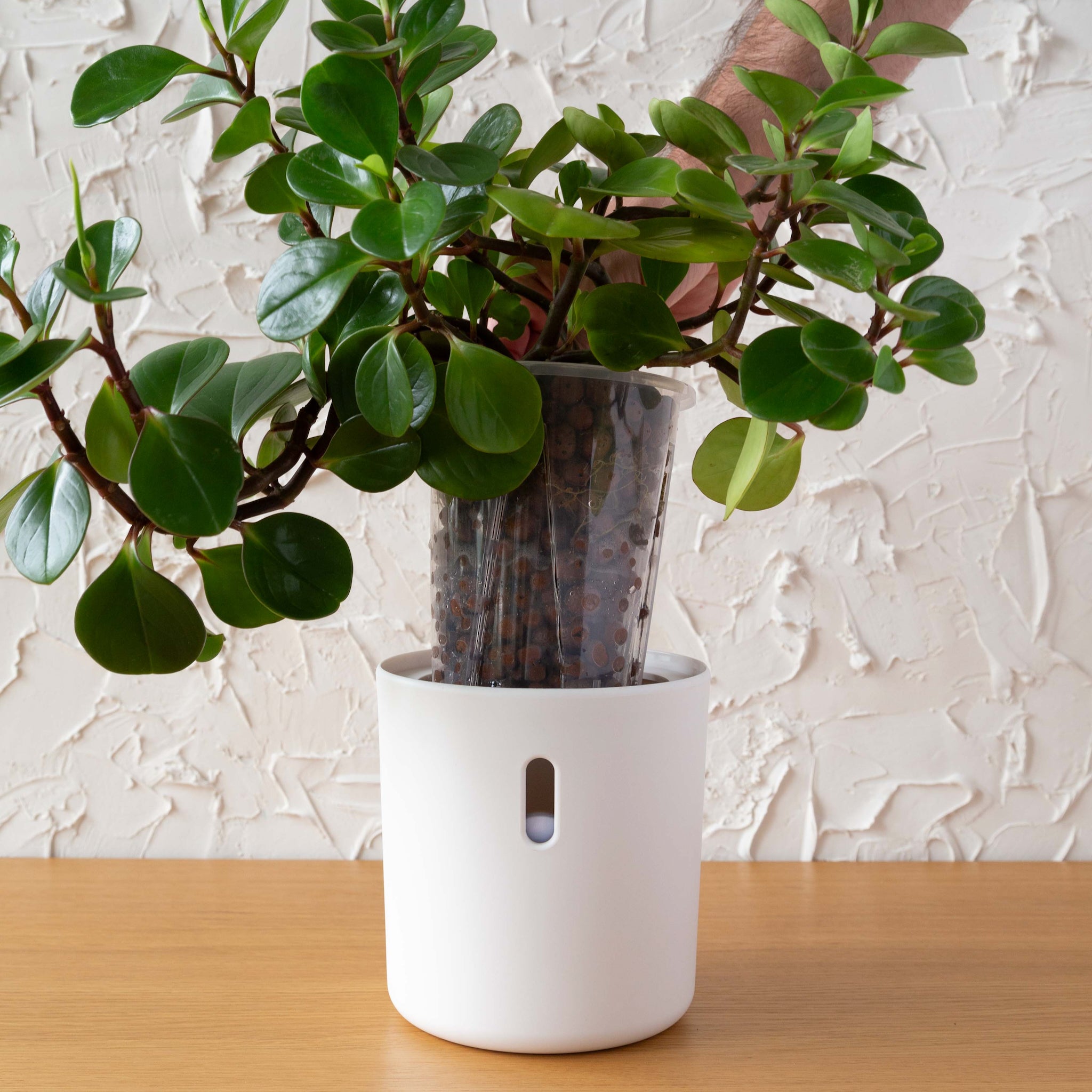Wavyleaf | Products for growing houseplants without soil.