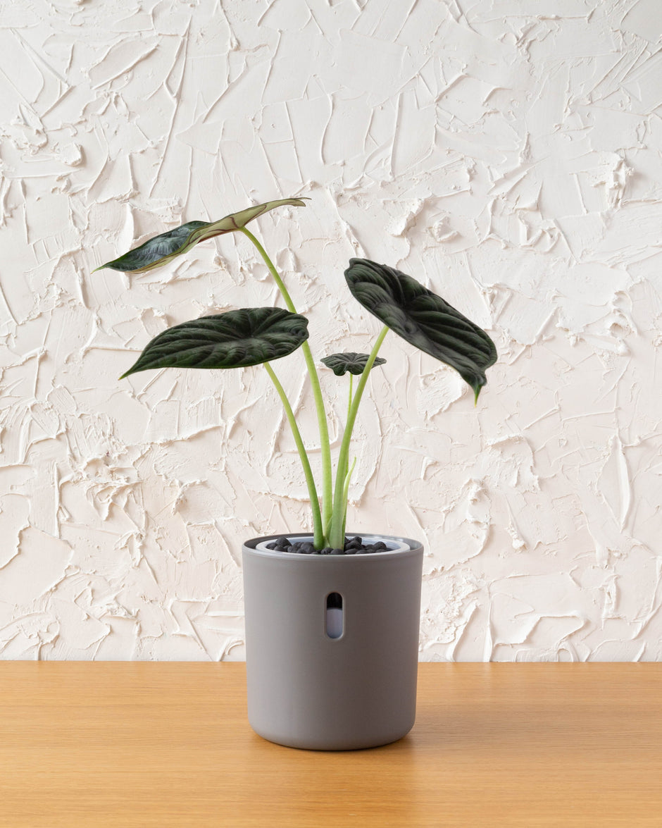 Wavyleaf | Products for growing houseplants without soil.